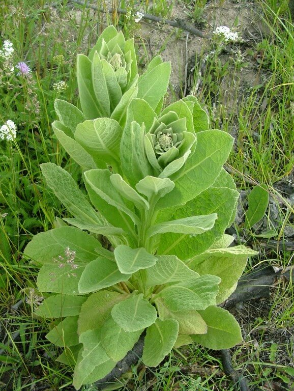Invasive Plant Database | Teton County Weed & Pest, WY
